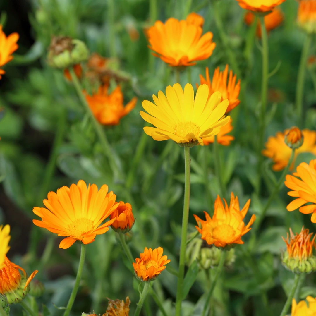 Calendula plante officinale : semis, culture et bienfaits