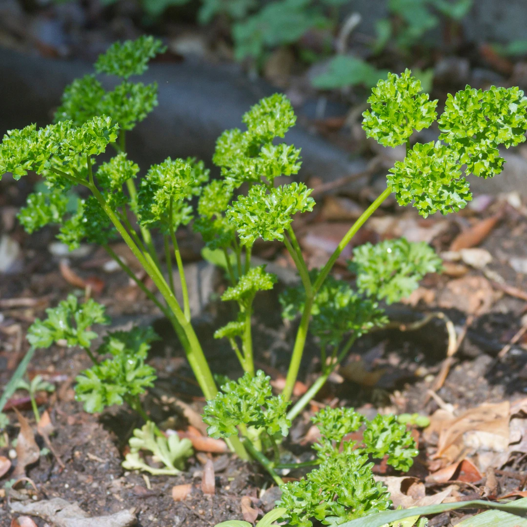 Quand semer du persil : guide simple et conseils